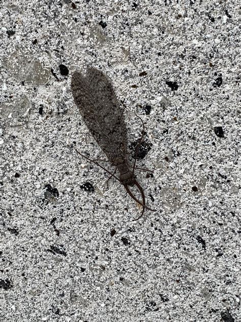 What Is This Bug Outside The Gym Northwest Ct Its About 3 Or 4 Inches Long Rwhatsthisbug