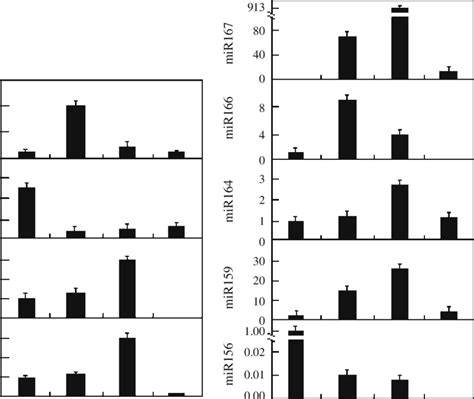 Expression Detection Of Nine Putative Mirnas In The Tissues Of C