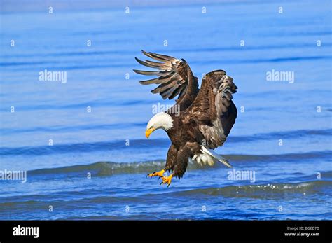 Bald Eagle Haliaeetus Leucocephalus Alaska Homer USA Stock Photo