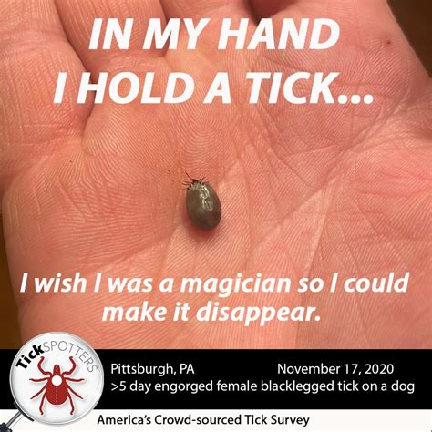 Blacklegged Deer Tick Tickencounter