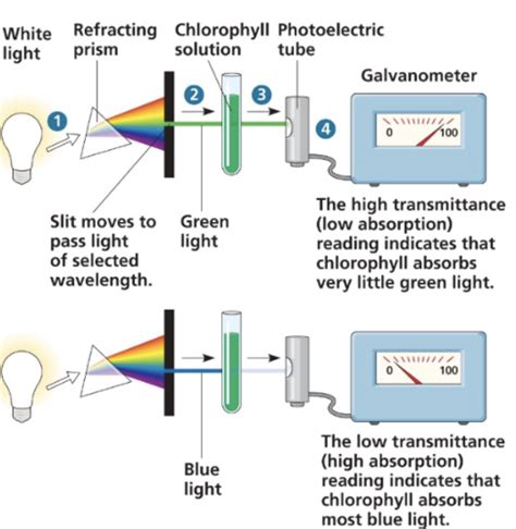 Lecture 3 Photosynthesis Flashcards Quizlet