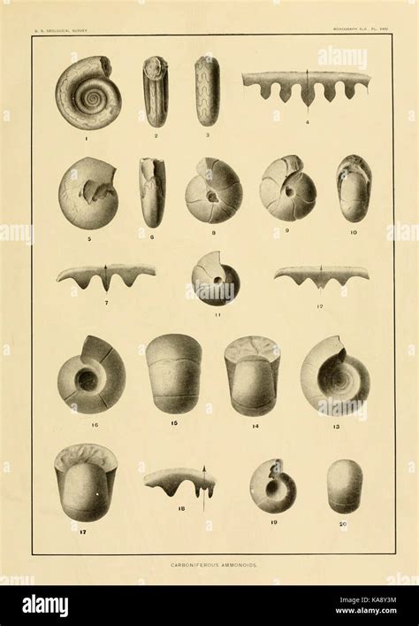 A Scientific Illustration From The Carboniferous Ammonoids Of America Showcasing A Specimen