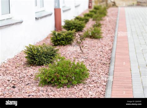 Decorative Dwarf Tree Nidiformis Spruce Lat Picea Abies Nidiformis