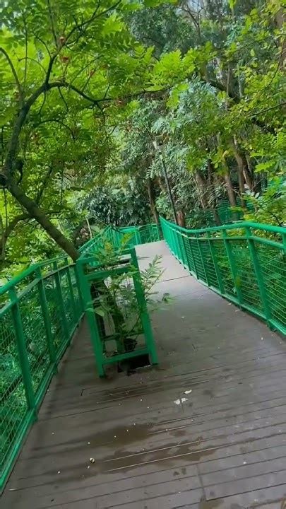 Morning View Di Taman Hutan Kota Babakan Siliwangi Bandung Shorts
