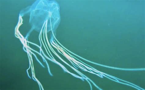 Água viva misteriosa intriga cientistas na Austrália Biodiversidade