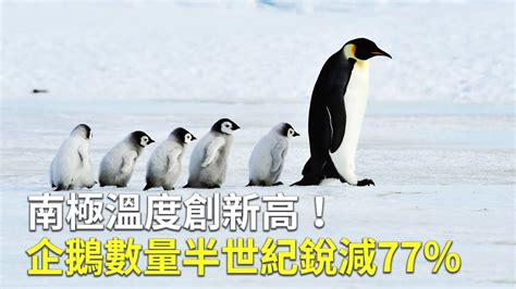 南極溫度創新高！企鵝數量半世紀銳減77％｜氣候變遷引響南極生態 Youtube