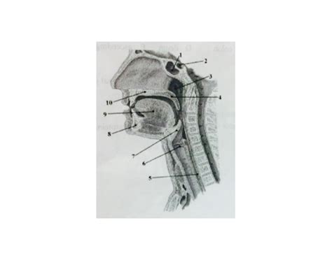 Sherberts Head And Neck Quiz