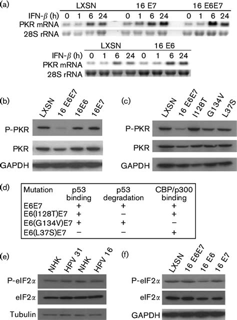 PKR Transcription And Phosphorylation In Oncoproteinexpressing Cells