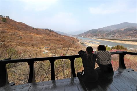 여행honey 매화와 동백 나무뉴스