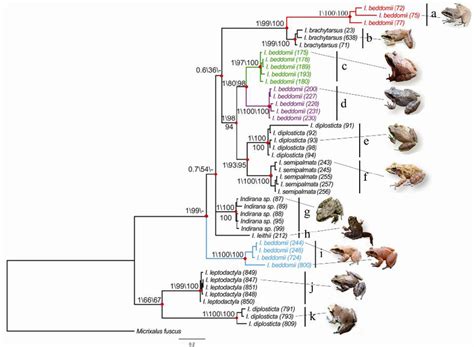 Bayesian Consensus Tree Of Indirana Species Based On A Combined Dataset