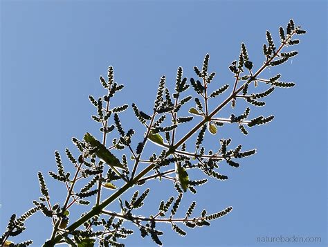 Patterns In Nature Fractals Letting Nature Back In