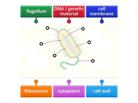 Label A Bacteria Cell Labelled Diagram