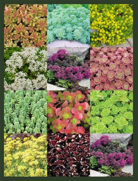 Sedum Collections Bulk Succulent Garden Ground Covers