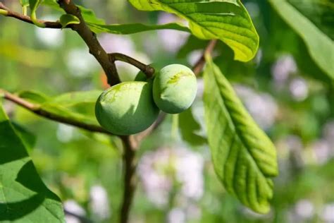 A Beginners Guide To Native Pawpaw Trees The Plant Native
