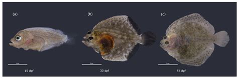 Flatfish Eye Migration