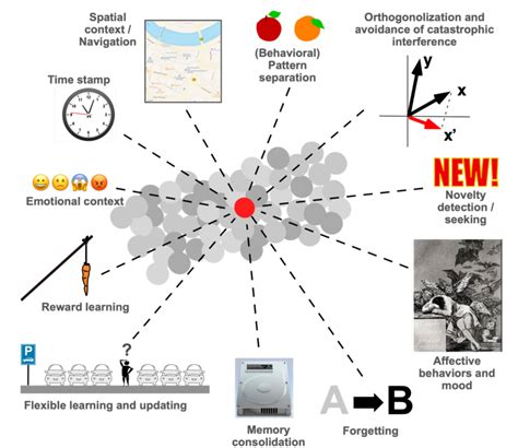 Figure 1 From What Is Adult Hippocampal Neurogenesis Good For