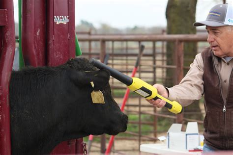 Cattle Tags And Rfid Reader Integrations Cattlemax