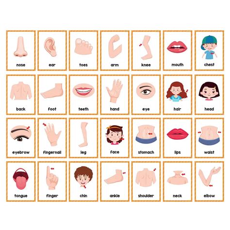 신체 부위인지 플래시 카드 몬테소리 영어 단어 배우기 카드 그림 어린이를위한 교육 장난감 선물 암기 Temu Republic