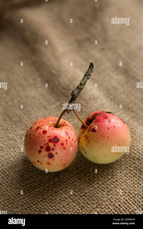 Apple Cores Hi Res Stock Photography And Images Alamy