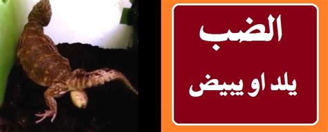 الضب يلد او يبيض