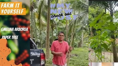 How To Plant And Grow A Gmelina Treesimple Technique Youtube