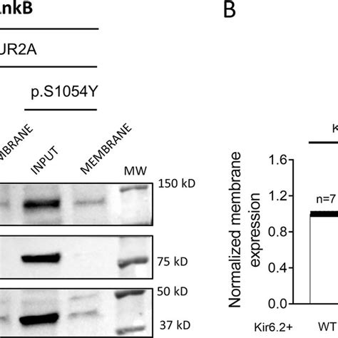 Ankb Corrects The Reduction Of Kir6 2 And Sur2a Membrane Expression Download Scientific Diagram