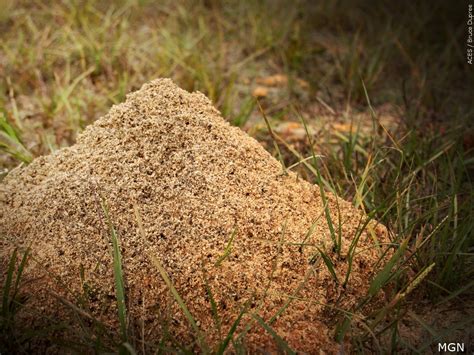 Specialist Talks Rise In Fire Ant Mounds Ways To Control Wbbj Tv