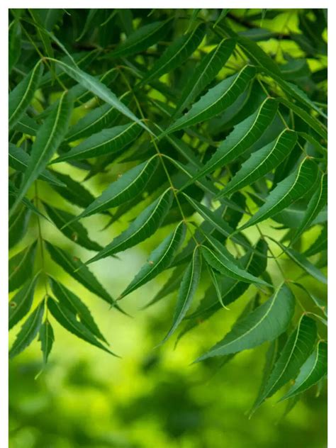 Benefits Of Consuming Neem Leaves In Monsoon Times Of India