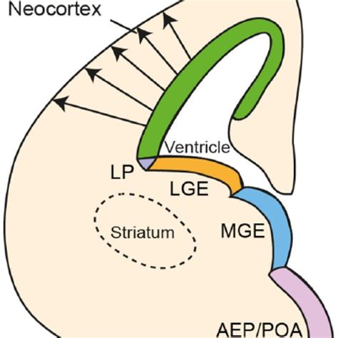 Origin Of Excitatory Projection Neurons Of The Cerebral Cortex