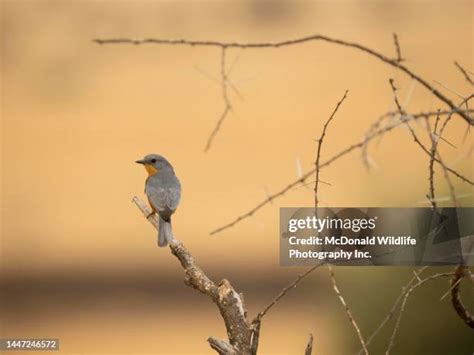 Silverbird Bird Photos And Premium High Res Pictures Getty Images