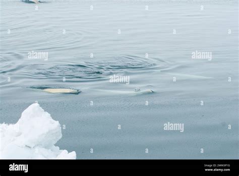 Beluga Whale Delphinapterus Leucas Adult In An Open Lead Amidst The