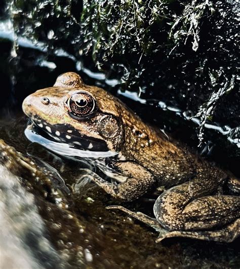 Gorgeous Lil Frõg Rfrog