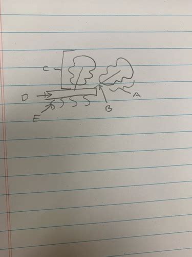 Botany Lab Exam 2 Ferns Flashcards Quizlet