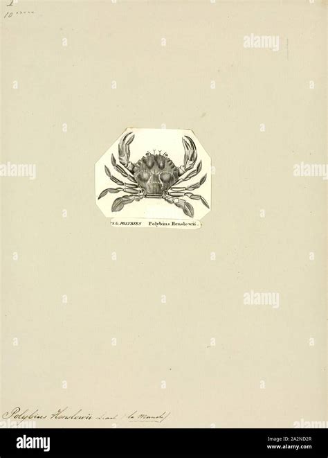 Polybius Henslowii Print Polybius Henslowii Is A Species Of Crab The