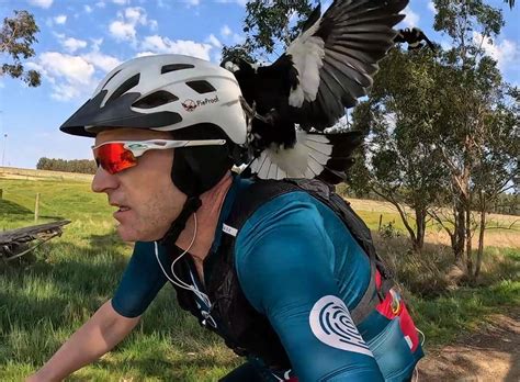 Australian Cyclist Creates Anti Magpie Cycle Helmet Canberra Daily