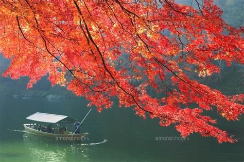 紅葉の嵐山 保津川の屋形船の写真素材 FYI07879305 ストックフォトの Qlean Marketキュリンマーケット