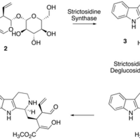 Pdf Chapter One Terpene Indole Alkaloid Biosynthesis