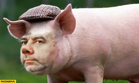 Jacek Sasin Knur świnia Prosię Prosiak Przeróbka Paczaizmpl