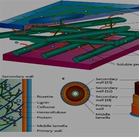 1 A Cell Wall Structure Containing Cellulose Microfibrils