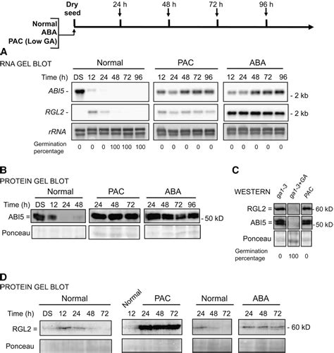 Gibberellic Acid Mediated Signaling Pathway Semantic Scholar