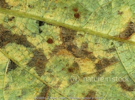 Nature In Stock