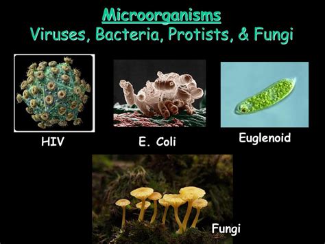 Protists Microorganisms