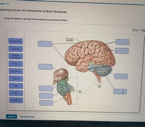solved apter 14 labeling activity an introduction to brain
