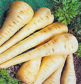 Parsnip Variety Gladiator With Picture