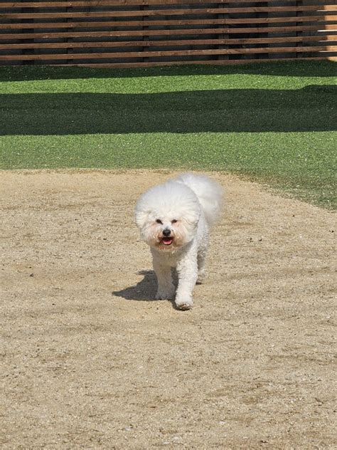따사로운 햇살에 기부니가 좋은 용맹한 강아지 누리 MLBPARK