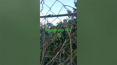 피리핀 Youtube