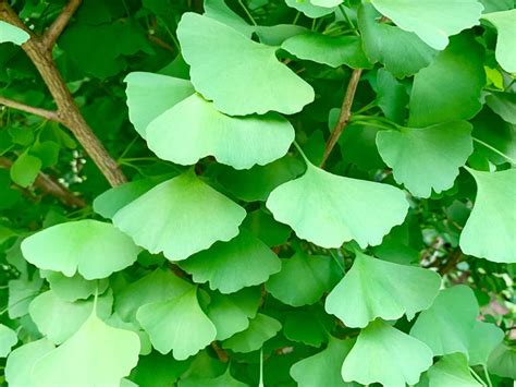 Ginkgo Biloba Tschi Tschi Chi Chi Maidenhair Tree Tit Feature