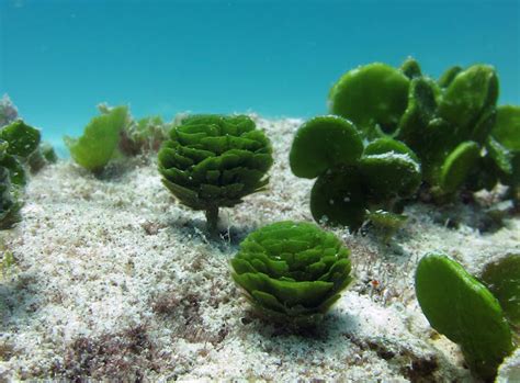 Pinecone Algae Project Noah