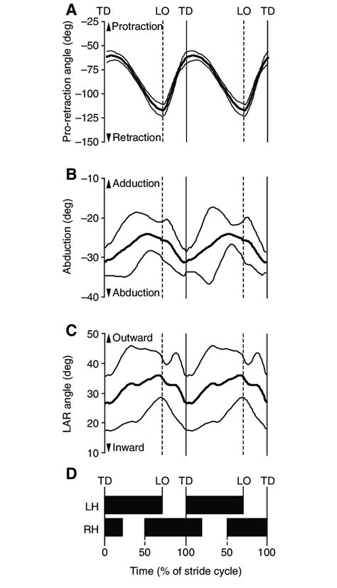 Mean ± Sd Angular Rotations At The Femoral Fulcrum N 20 Relative To