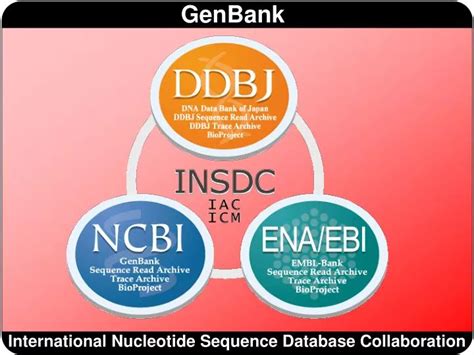Ppt International Nucleotide Sequence Database Collaboration Powerpoint Presentation Id 5726514